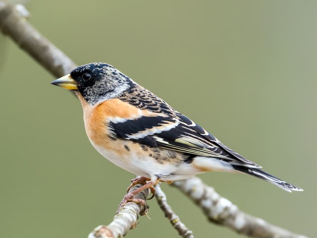 Brambling | Birdfact