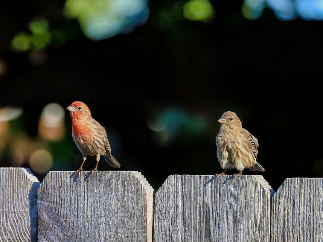 Do House Finches Mate For Life? (Behavior, Courtship + FAQs) | Birdfact