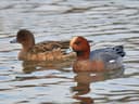 Eurasian Wigeon | Birdfact