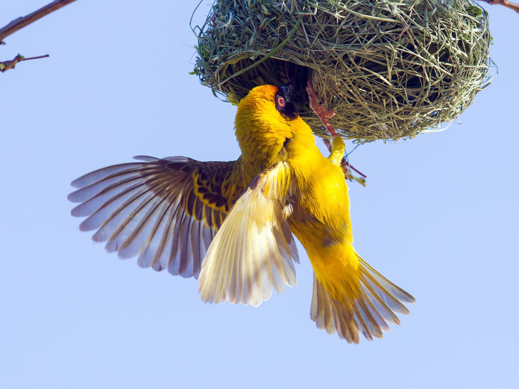 breeding season physiology of birds | Birdfact