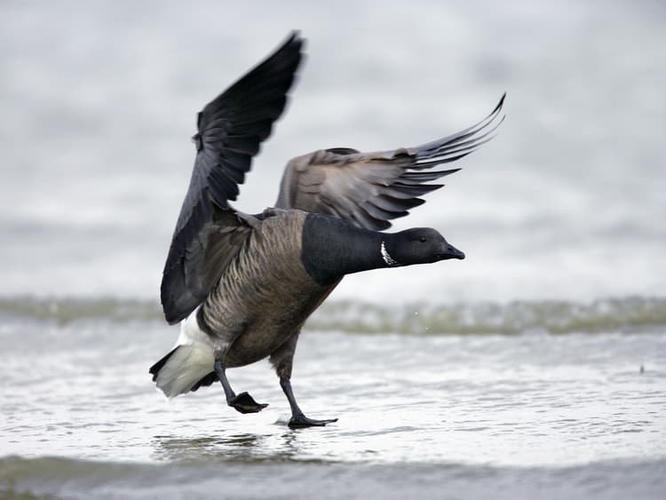 Brent Goose | Birdfact