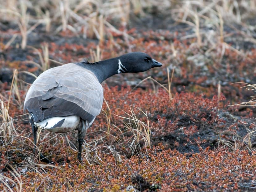 Brent Goose | Birdfact