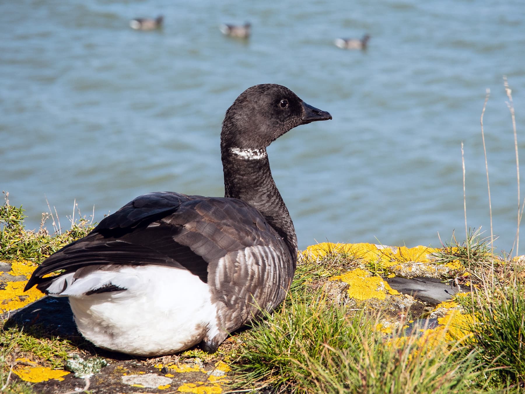 Brent Goose | Birdfact