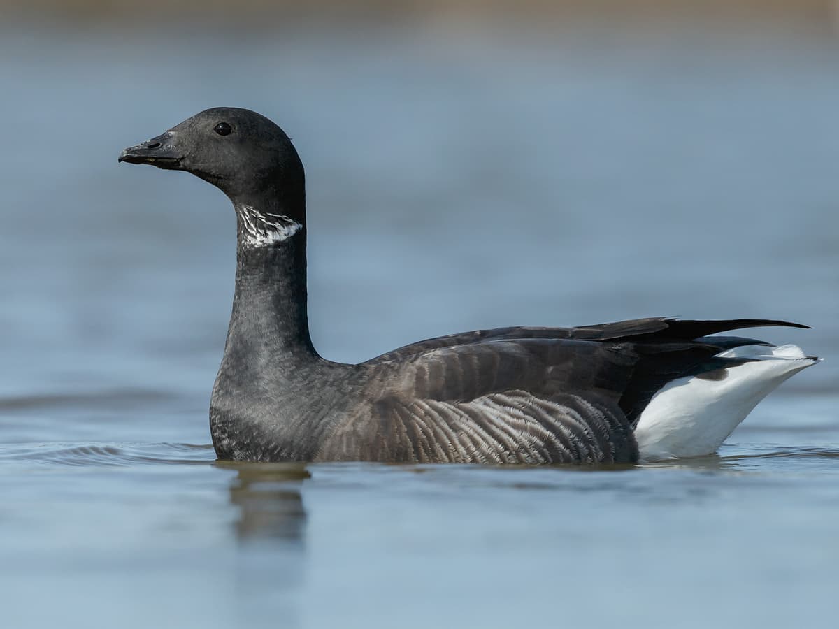 Brent Goose | Birdfact