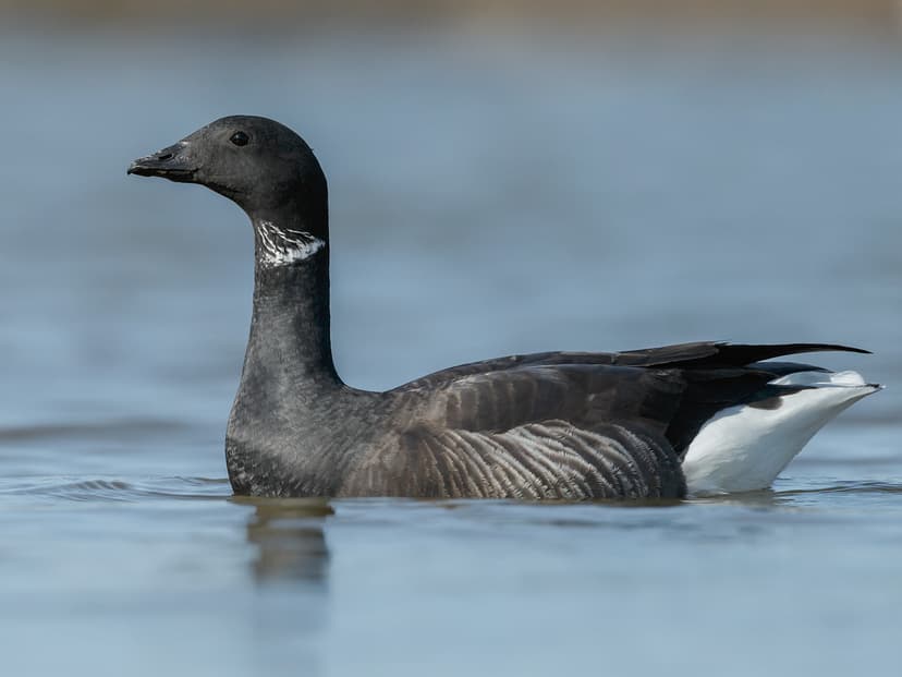 Brent Goose | Birdfact
