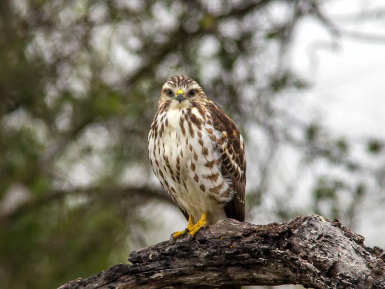 Broad-winged Hawk | Birdfact