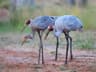 Brolga | Birdfact