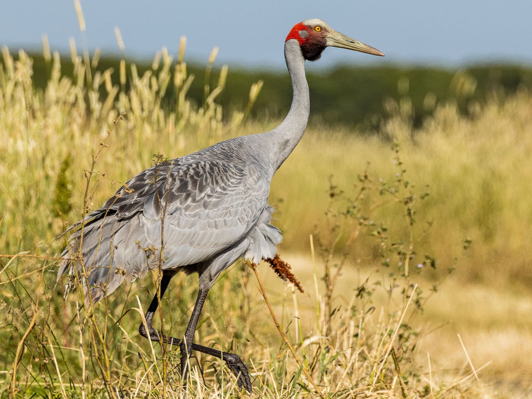 Brolga | Birdfact