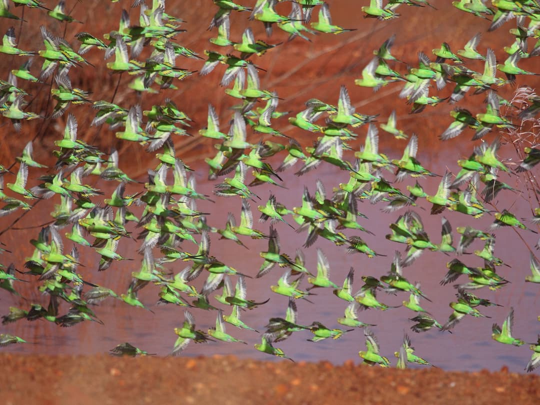 Budgerigar | Birdfact