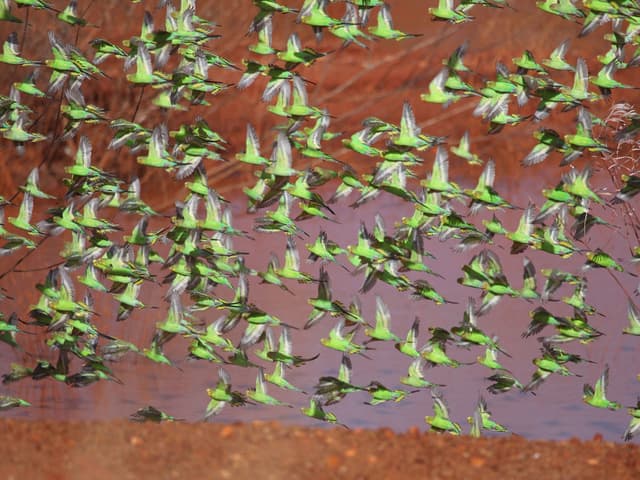 Budgerigar | Birdfact
