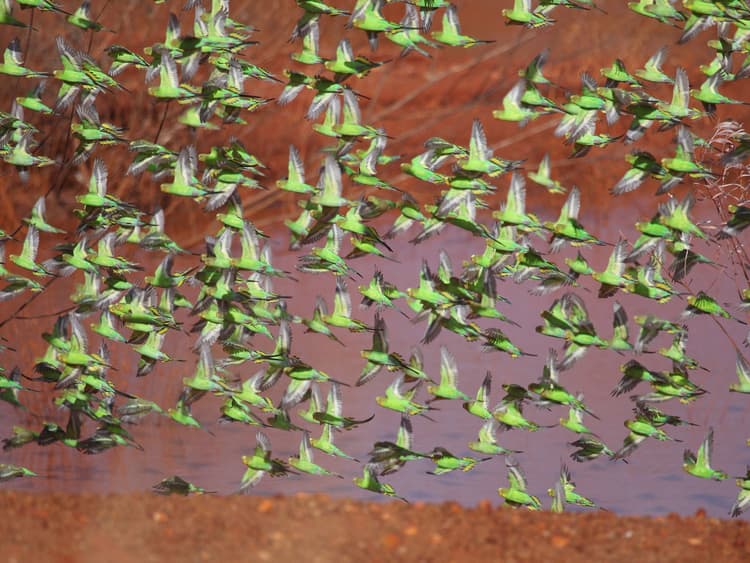 Budgerigar | Birdfact