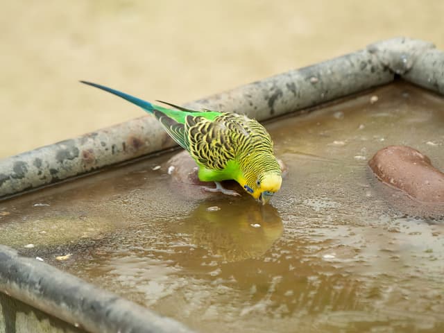 What Do Budgies Eat? (Budgerigar Diet, Habits and Behaviour) | Birdfact