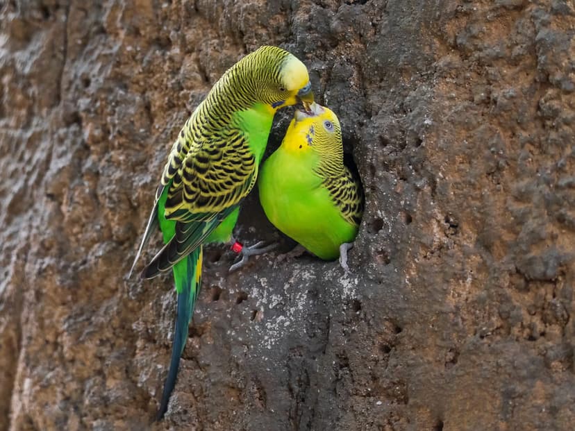 How Long Do Budgies Live? (Budgerigar Lifespan) | Birdfact