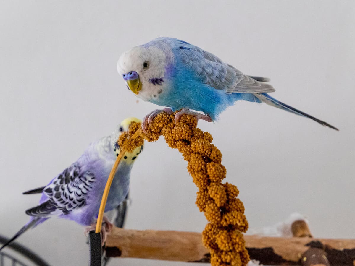 What Do Budgies Eat? (Budgerigar Diet, Habits and Behaviour) | Birdfact