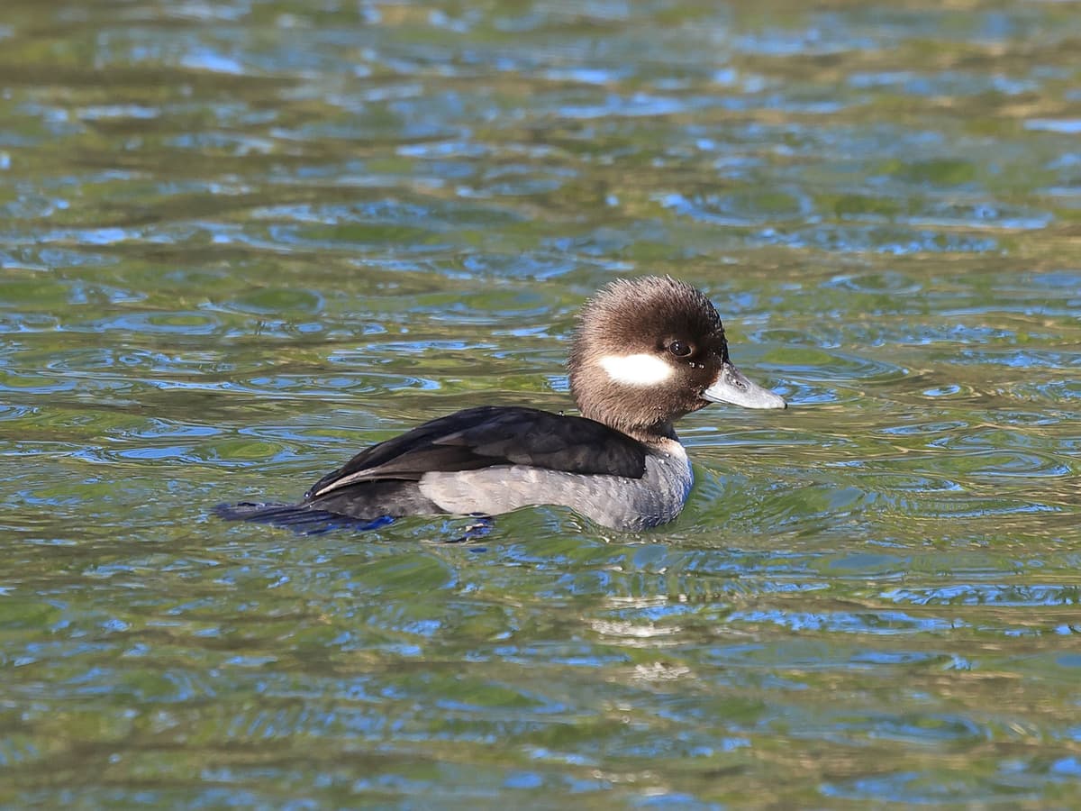 Female Bufflehead Ducks (Male vs Female Identification) | Birdfact