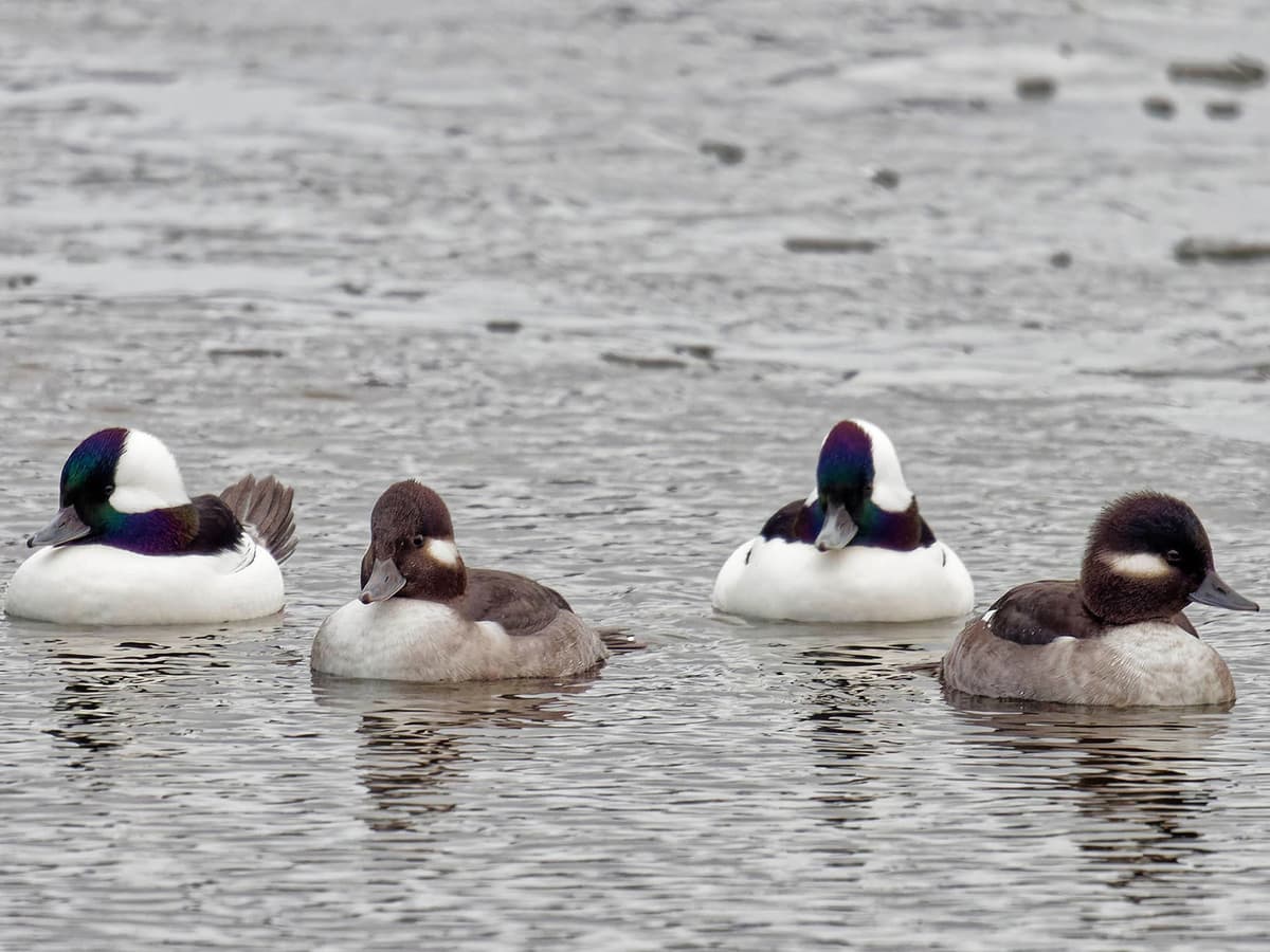 Female Bufflehead Ducks (Male vs Female Identification) | Birdfact
