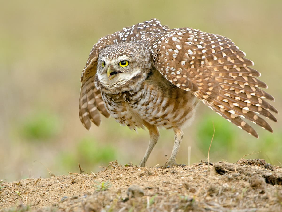 displays and postures | Birdfact