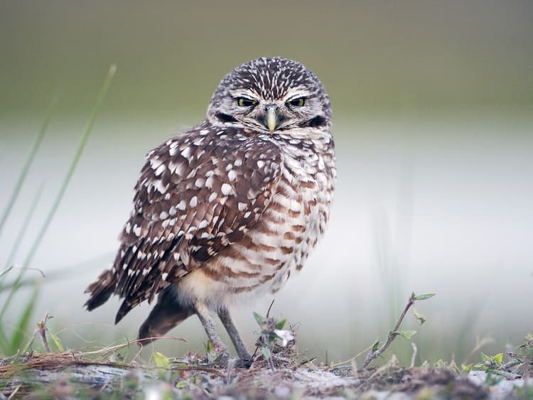 Burrowing Owl | Birdfact