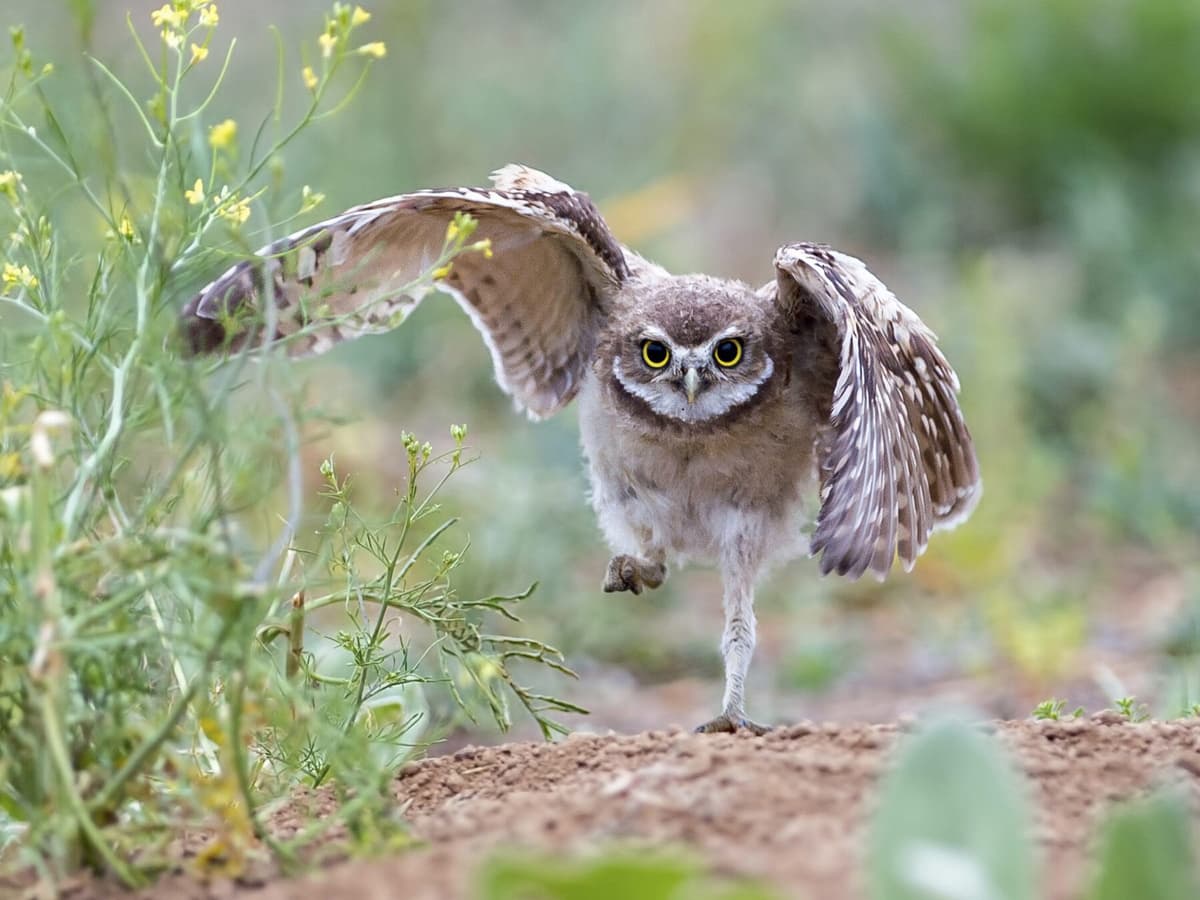 Owl Legs: Anatomy, Adaptive Advantages + FAQs | Birdfact
