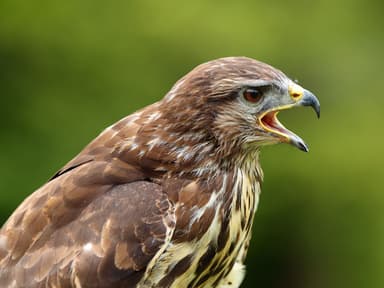 Buzzard | Birdfact