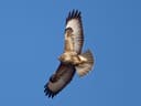 Buzzard | Birdfact