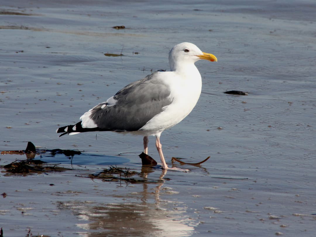 Are Seagulls Protected in the US? | Birdfact