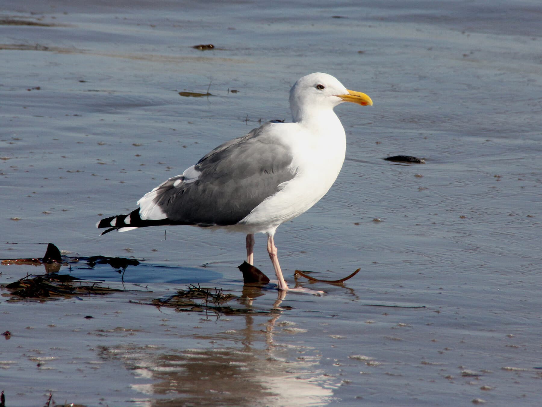 Are Seagulls Protected in the US? | Birdfact