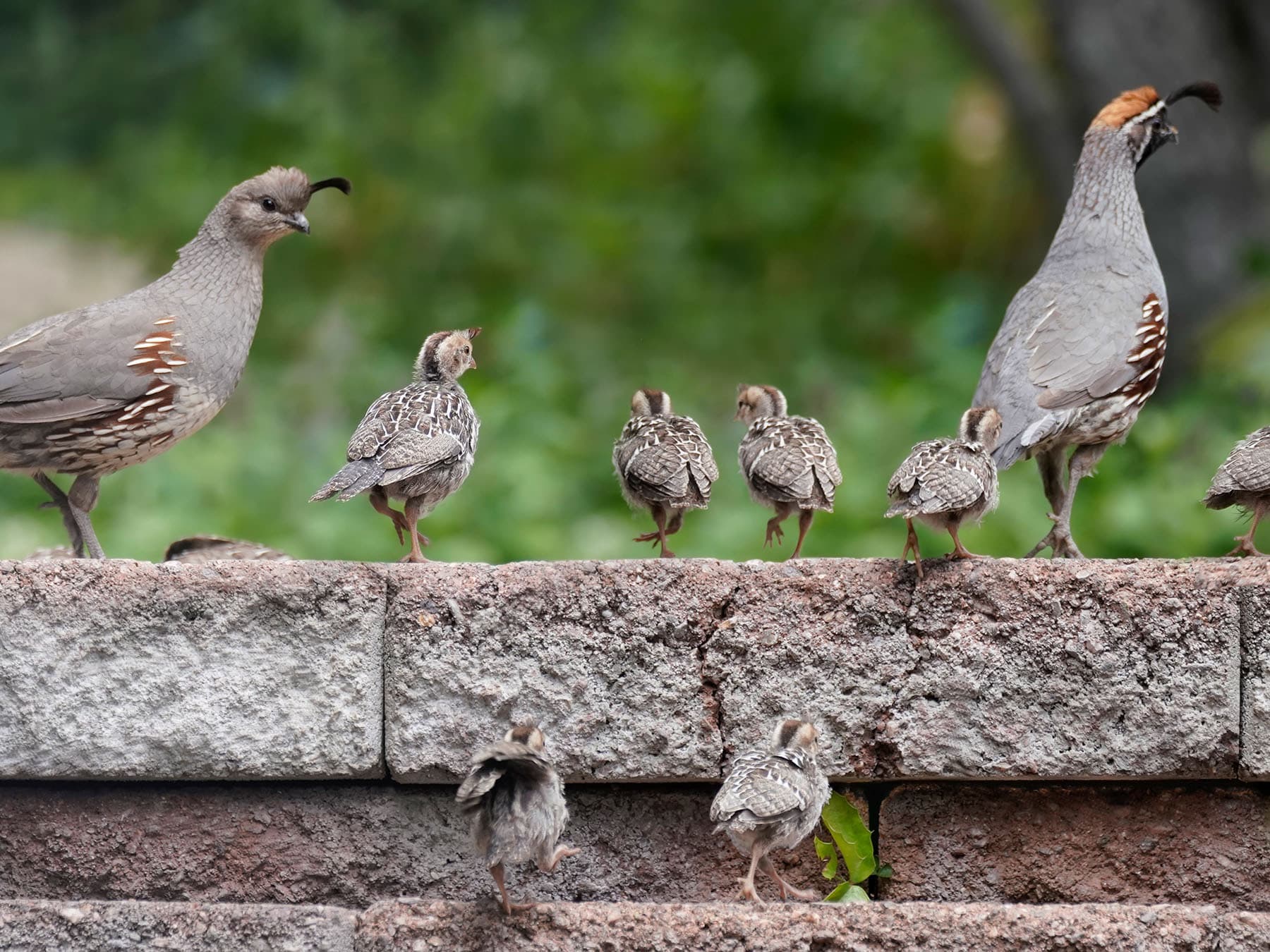 California Quail Nesting (Behavior, Eggs + Location) | Birdfact