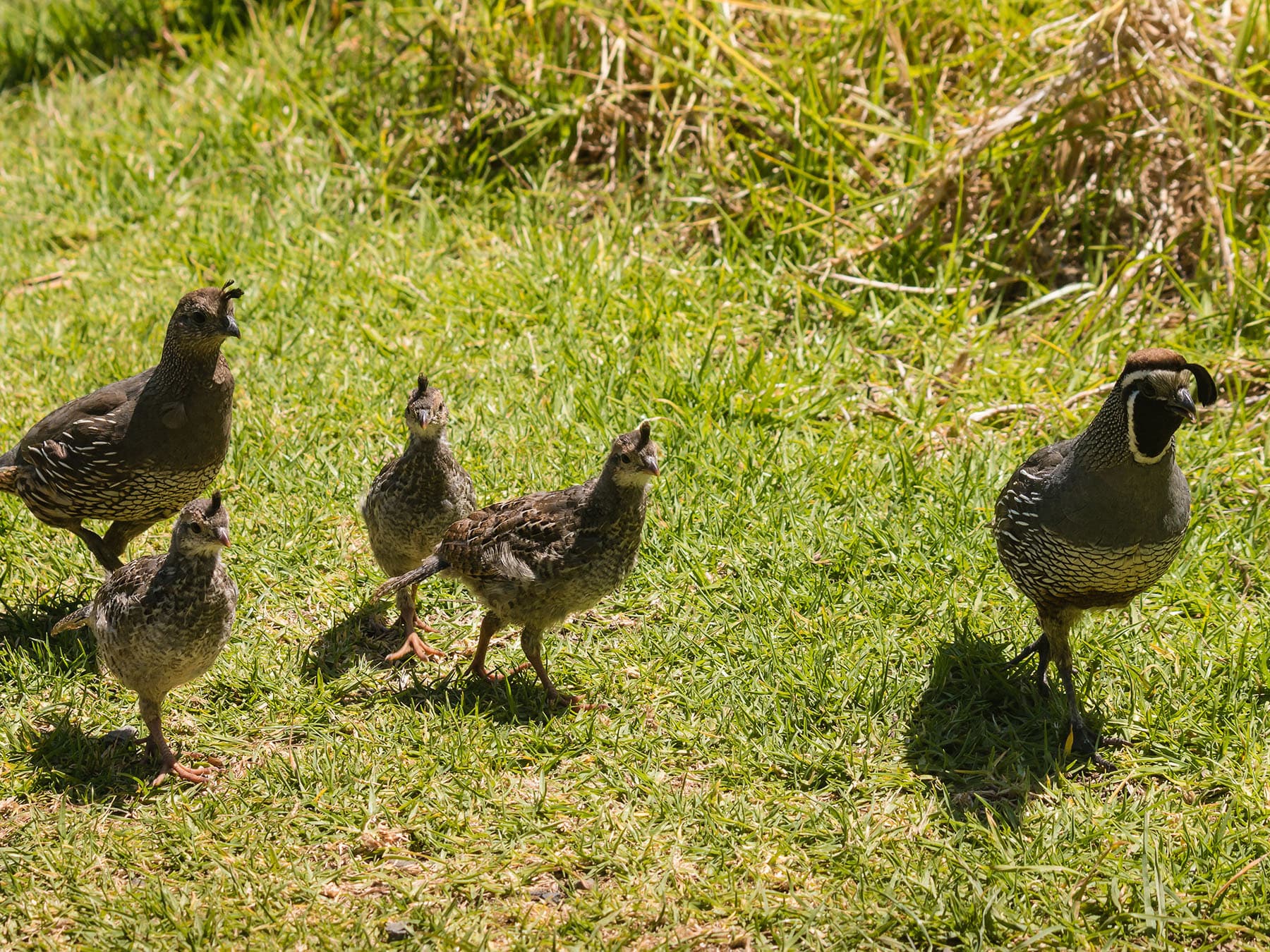 California Quail Nesting (Behavior, Eggs + Location) | Birdfact