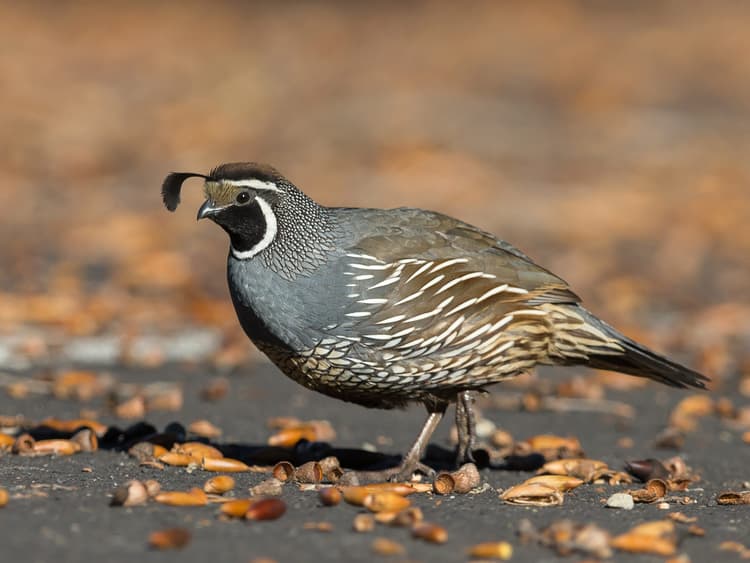 What Do Quail Eat? Complete Wild & Captive Diet Guide | Birdfact