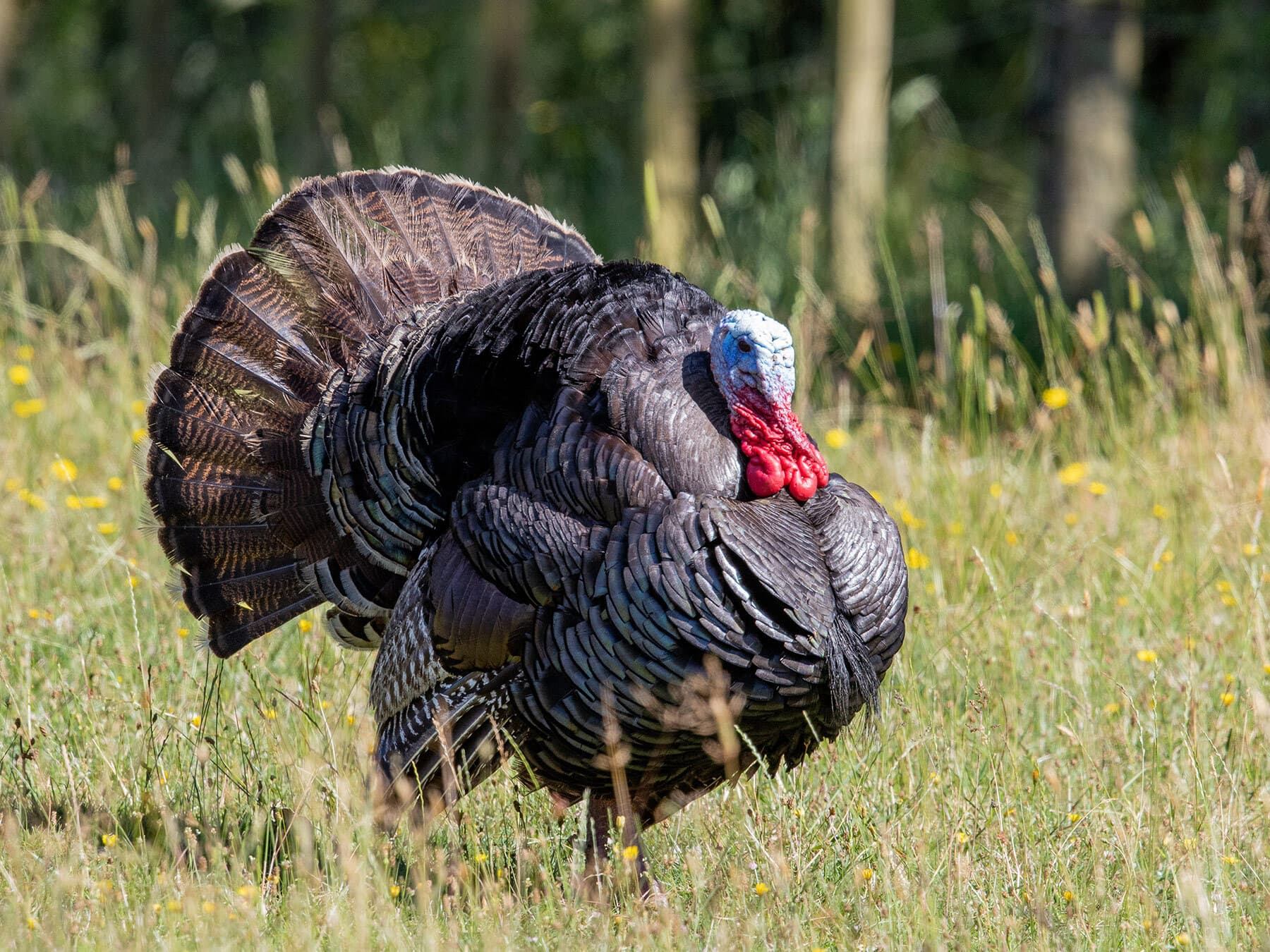 Can Wild Turkeys Fly? Flight Speed, Height, and Distance Explained ...