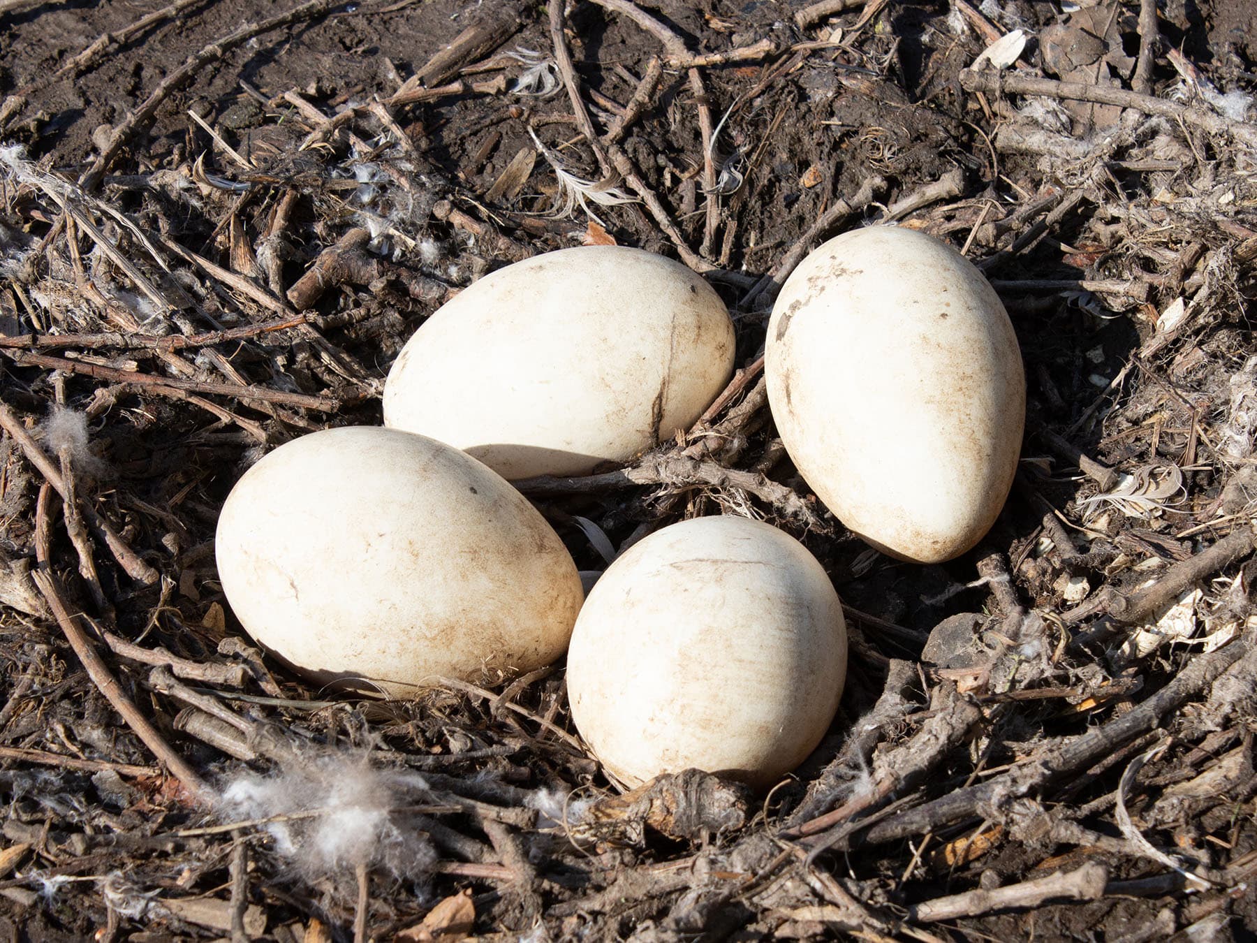 Canada Goose Nesting (Location, Eggs + Behavior) | Birdfact