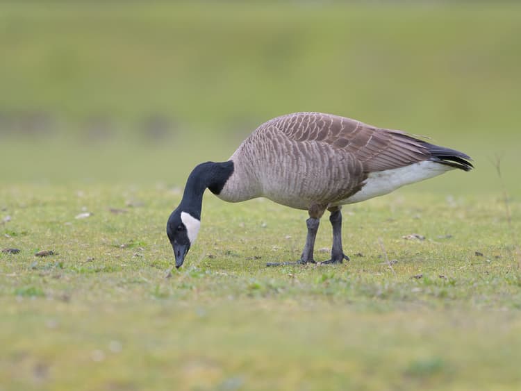 Canada Goose Migration: A Complete Guide | Birdfact