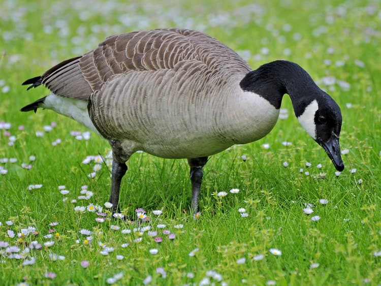 the role of gizzards | Birdfact