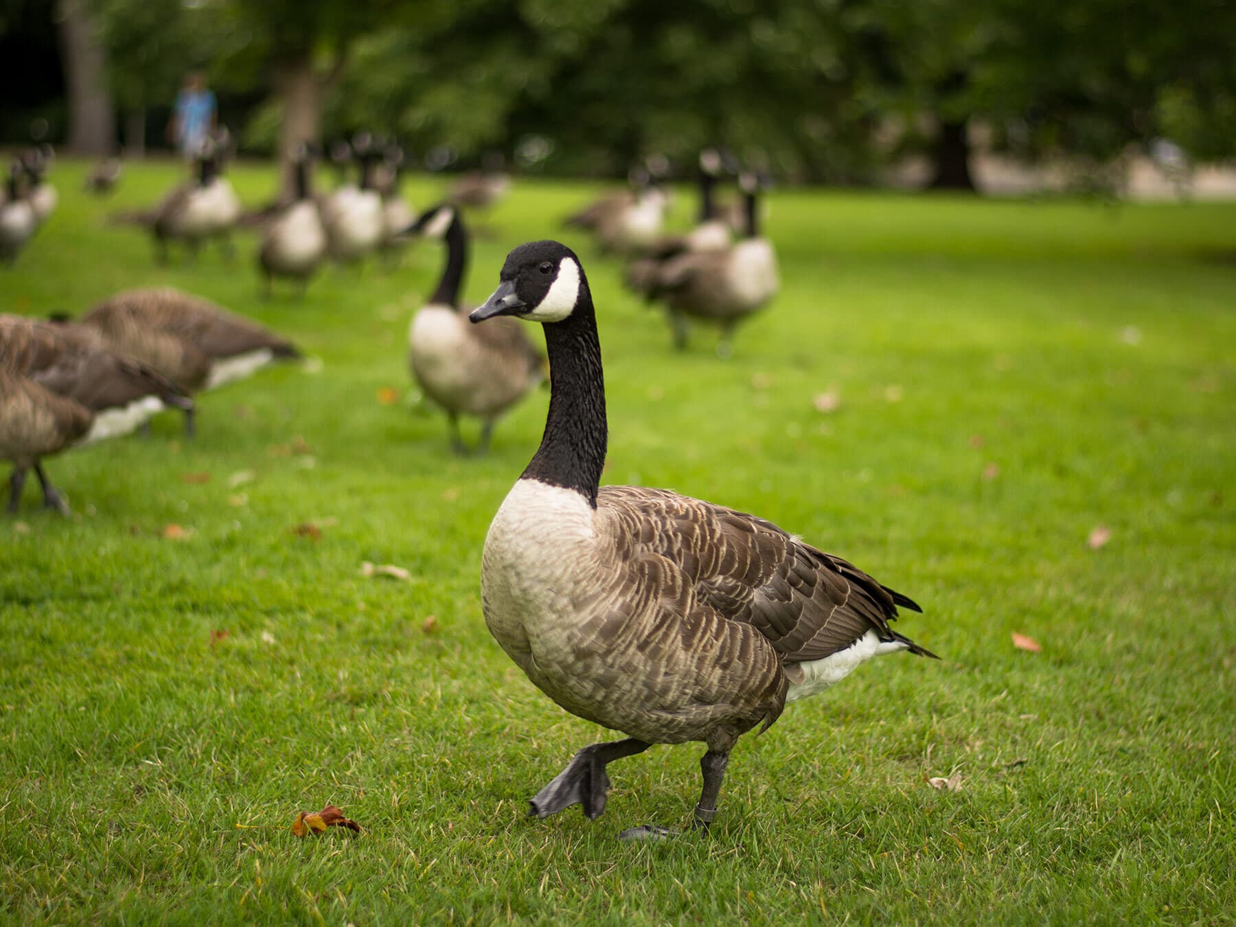 Canada Goose Migration: A Complete Guide | Birdfact