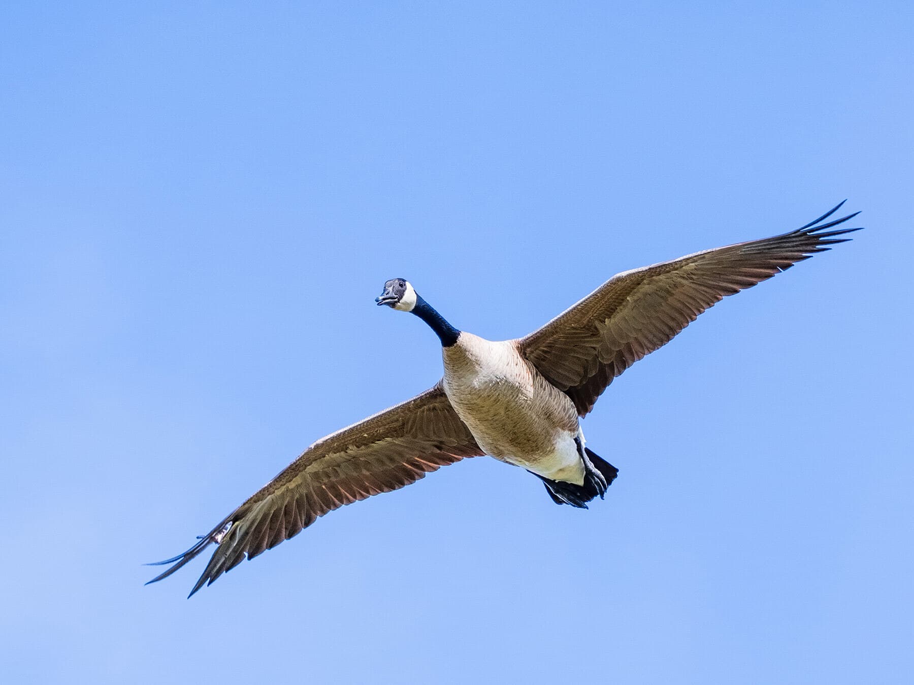 Canada Goose Migration: A Complete Guide | Birdfact