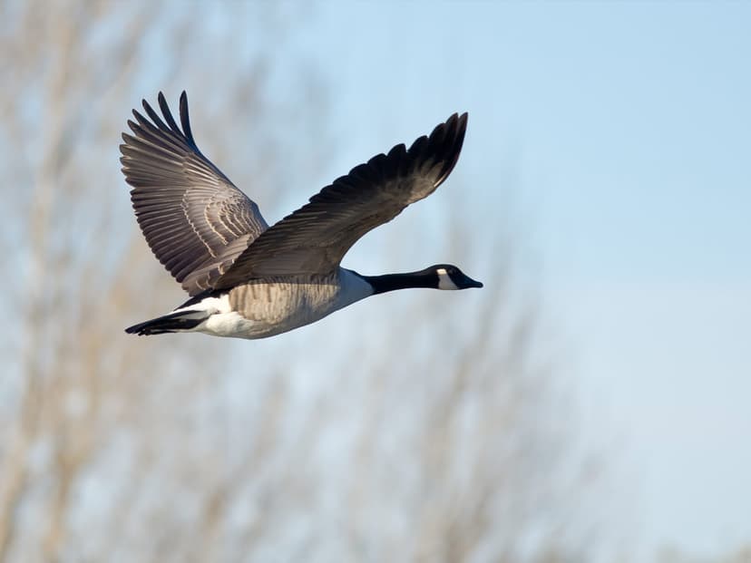 Canada Goose Migration: A Complete Guide | Birdfact
