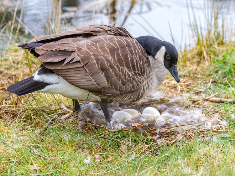 Canada Goose Nesting (Location, Eggs + Behavior) | Birdfact