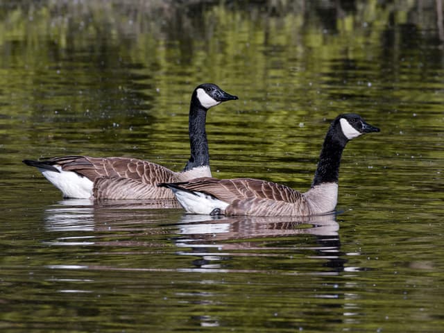 Canada Goose Migration: A Complete Guide | Birdfact