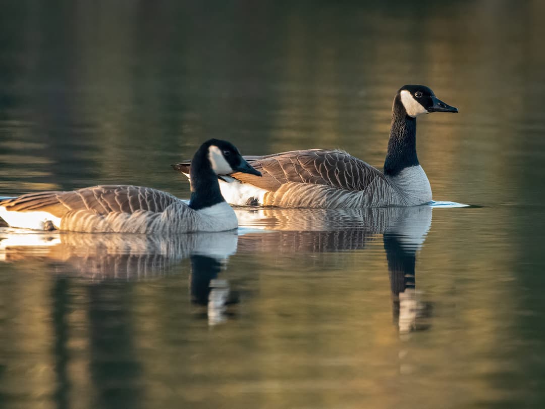 Geese in the UK (Identification Guide with Pictures) | Birdfact