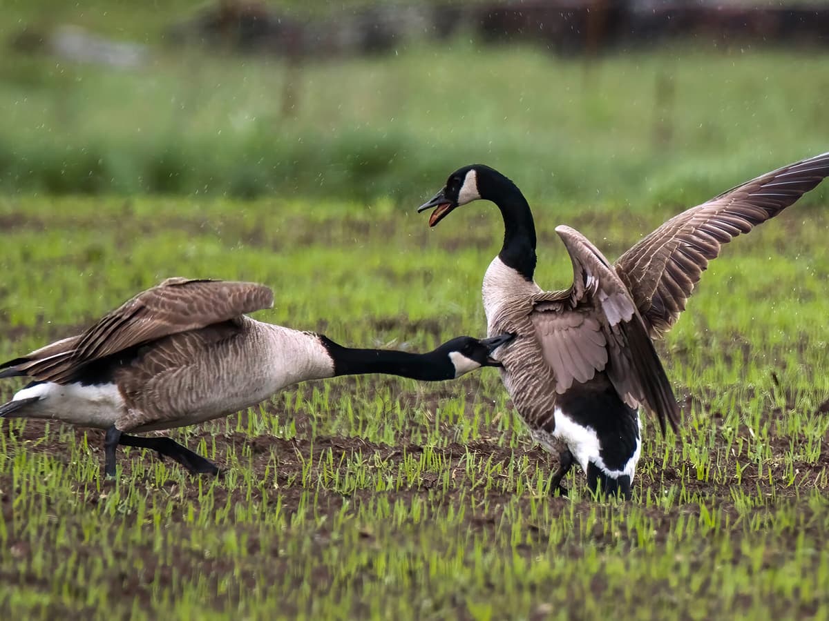 Why Are Geese Aggressive? (Warning Signs, What To Do When Attacked ...