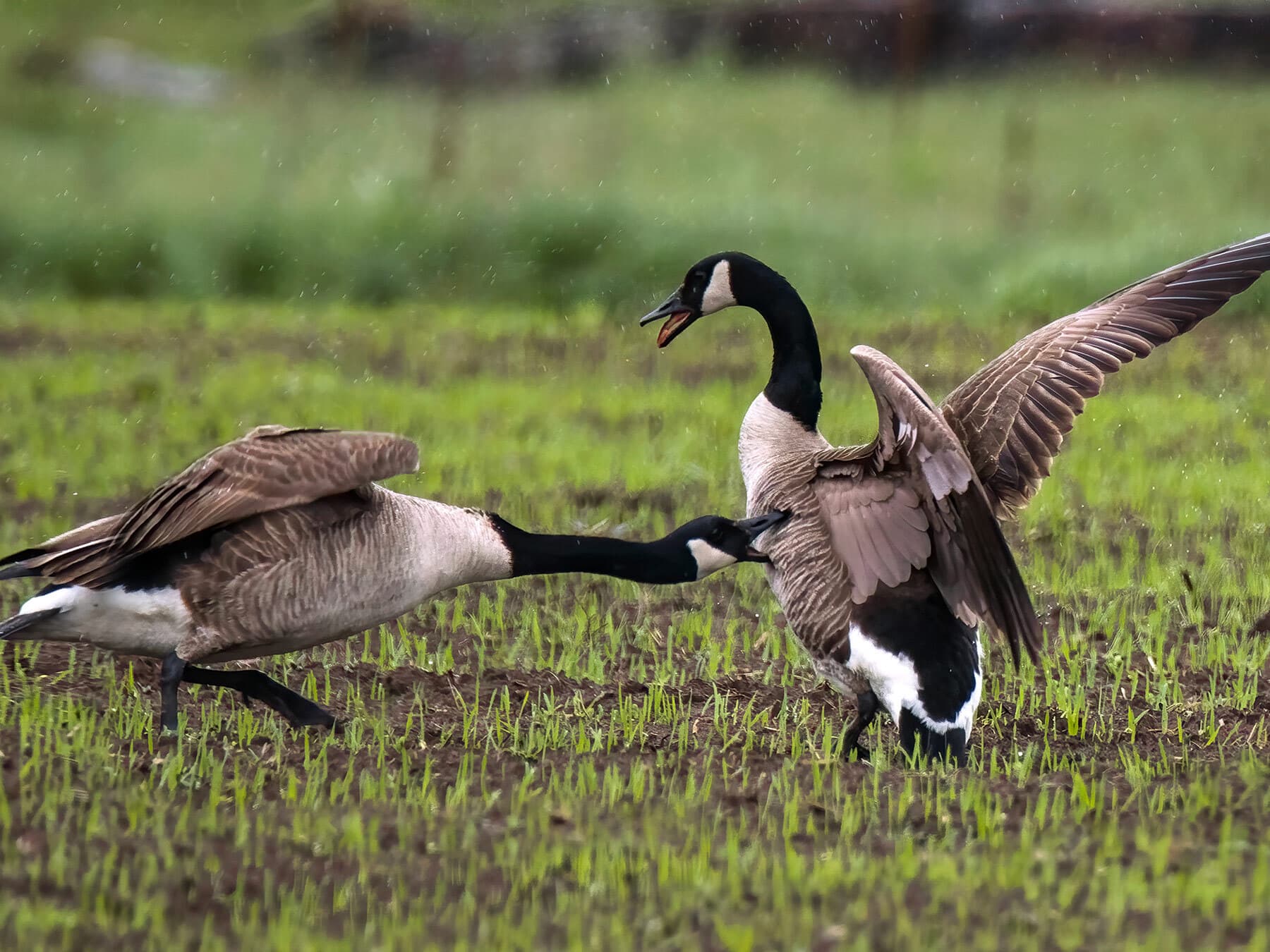 Why Are Geese Aggressive? (Warning Signs, What To Do When Attacked ...