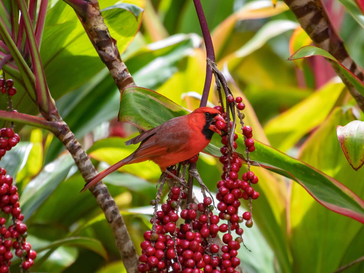 Cardinals in Hawaii (All You Need To Know) | Birdfact