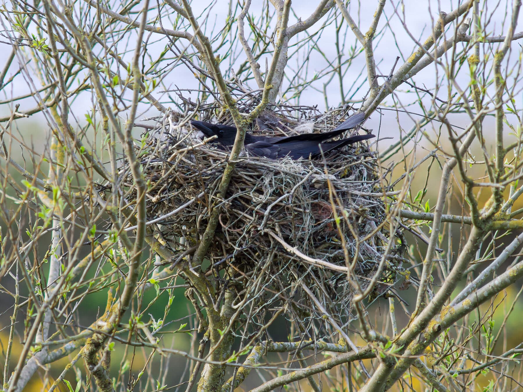Crow Nesting (Behavior, Location, Eggs + FAQs) | Birdfact