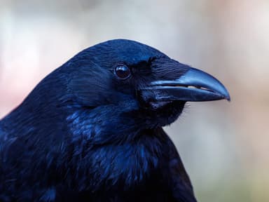 Carrion Crow | Birdfact