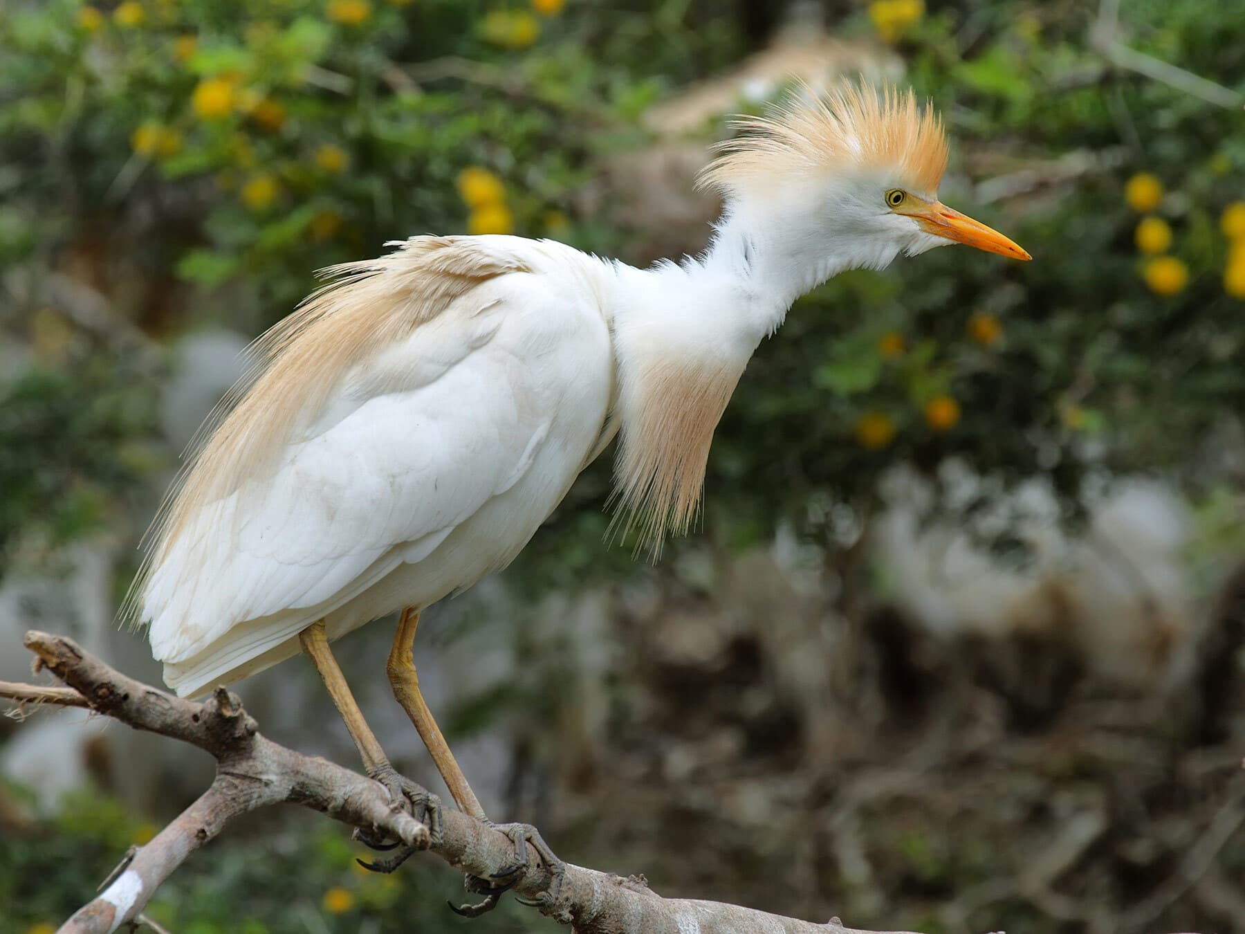 Cattle Egret | Birdfact