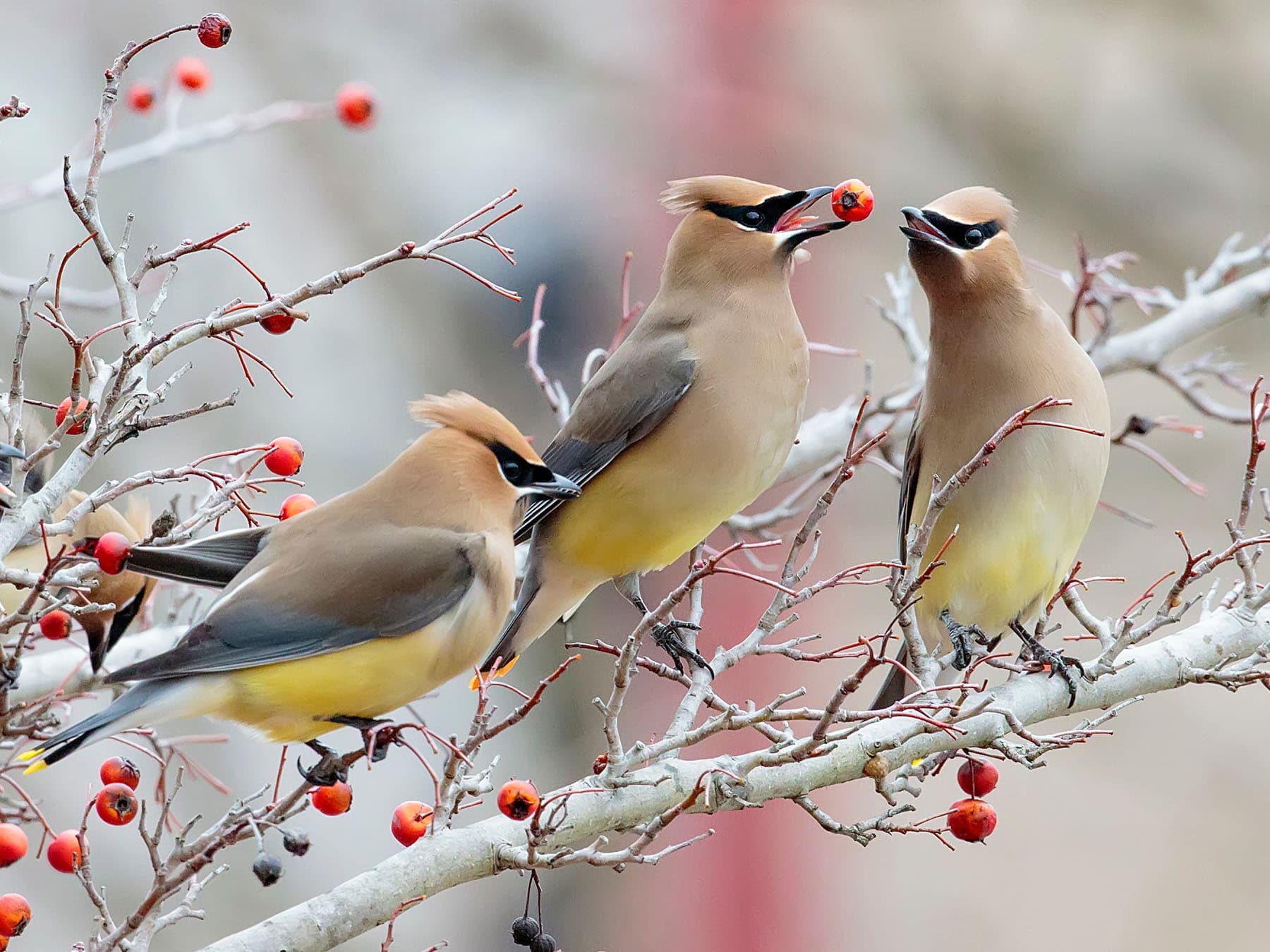 Cedar Waxwing | Birdfact