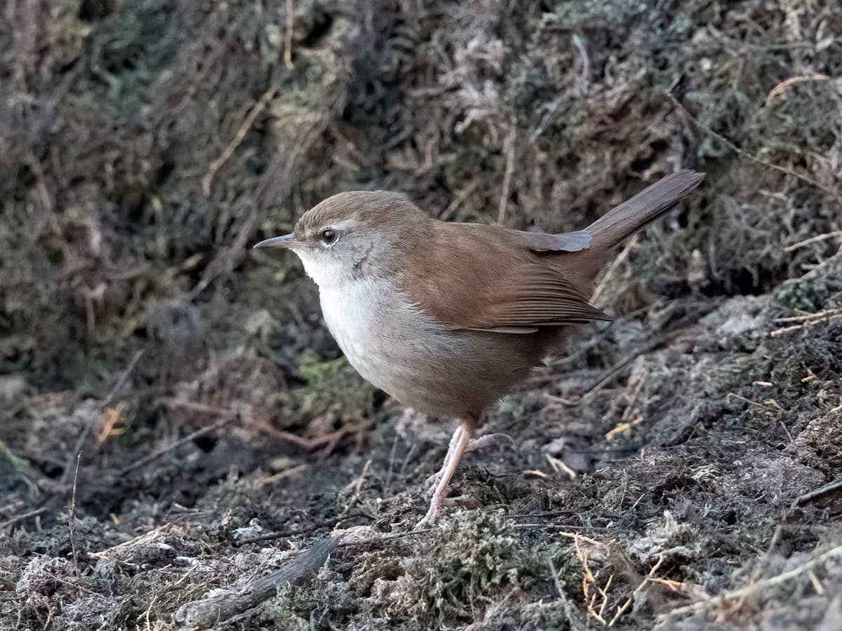 Cetti's Warbler | Birdfact