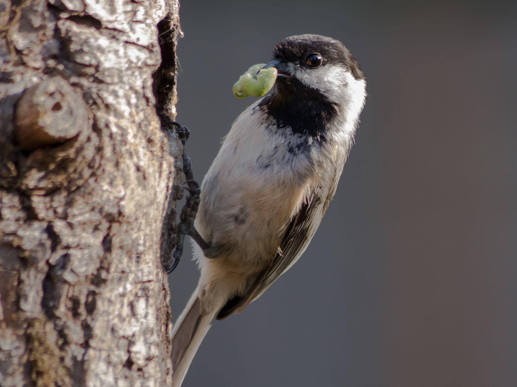 Black-capped Chickadee Nesting: A Complete Guide | Birdfact