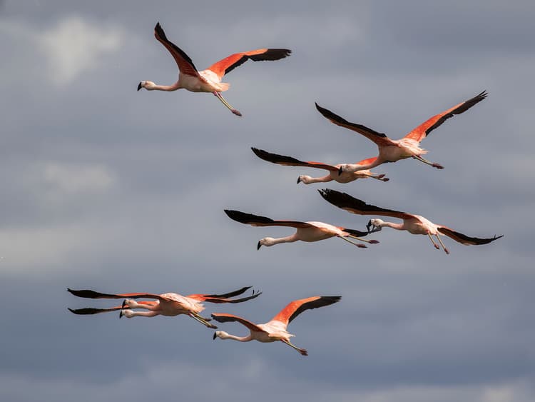 Flamingo Migration: All About The Great Pink Voyage | Birdfact